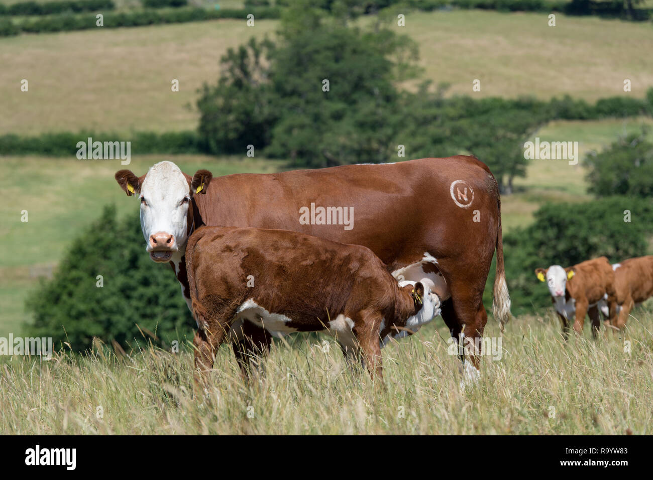 Hereford cow with calf suckling milk. Cumbria, UK Stock Photo - Alamy