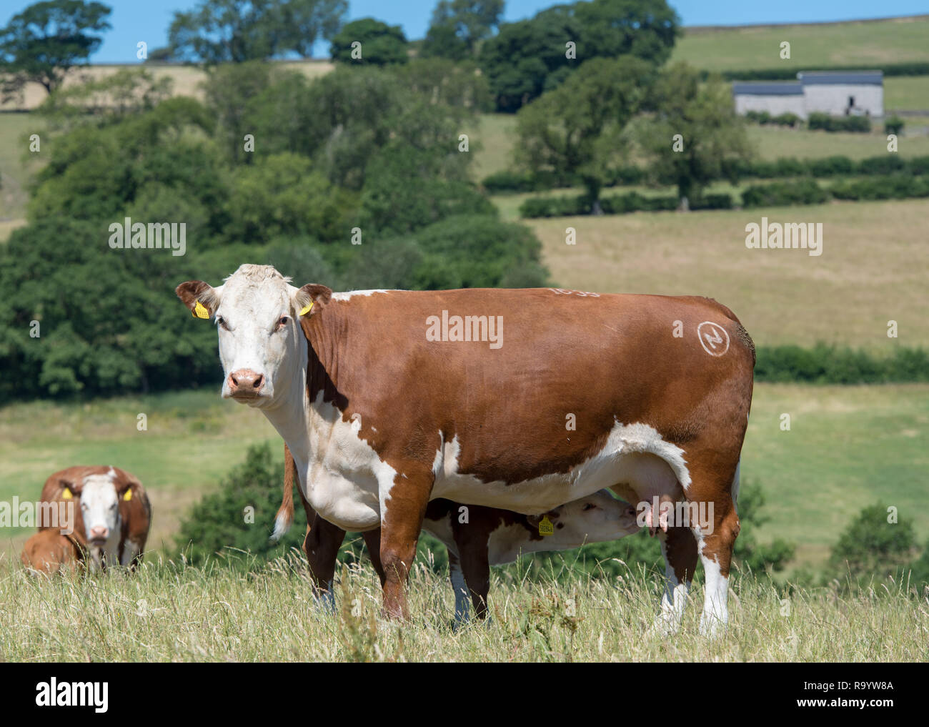 Hereford cow with calf suckling milk. Cumbria, UK Stock Photo - Alamy