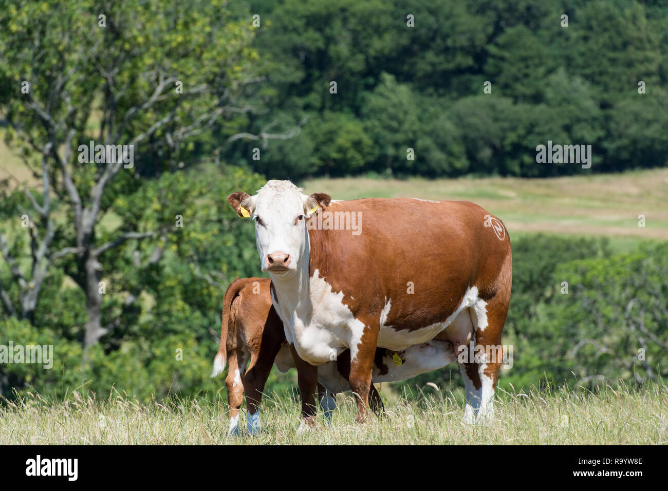 Hereford cow with calf suckling milk. Cumbria, UK Stock Photo - Alamy