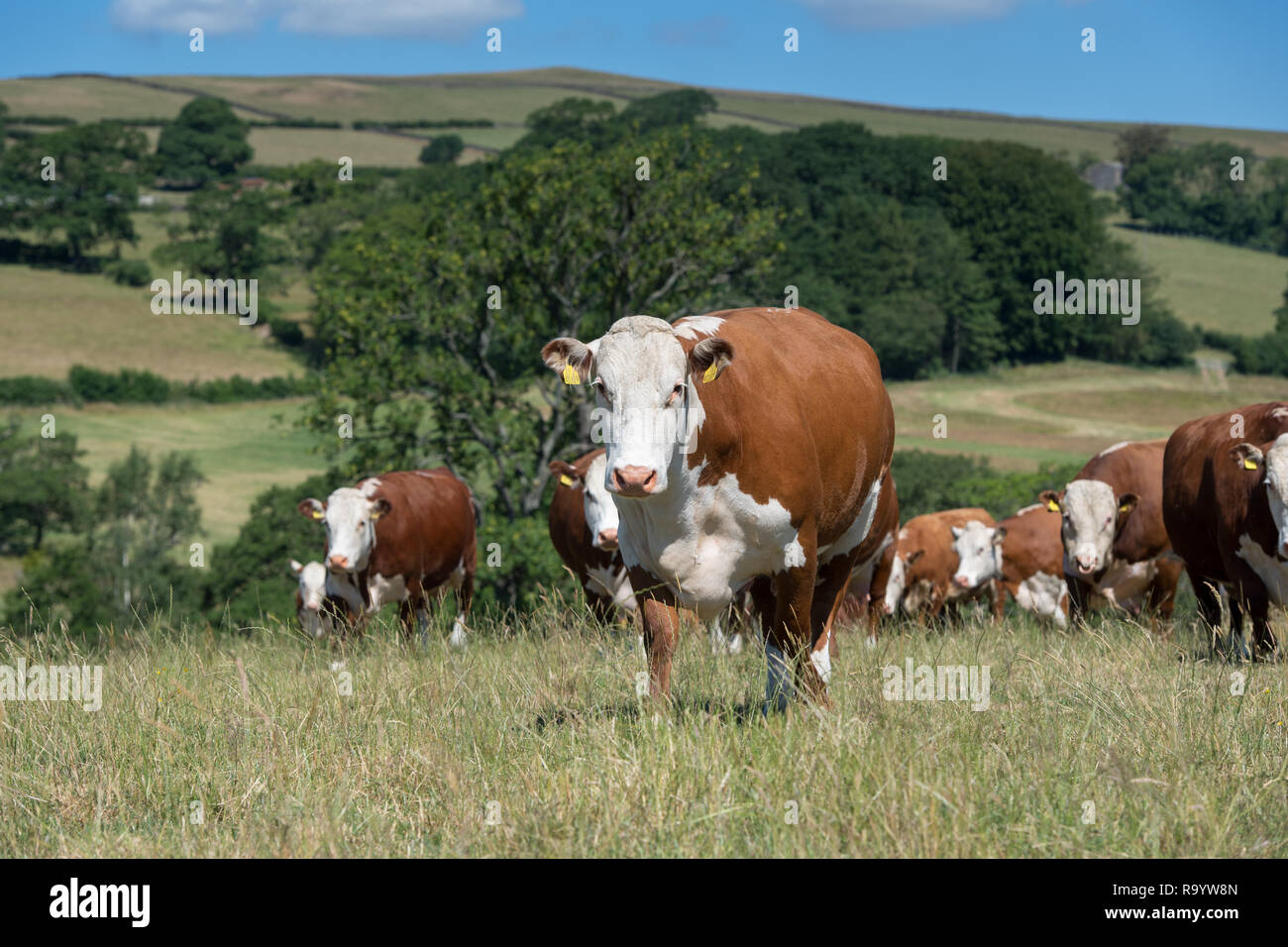 Hereford cattle grazing in dry upland pastures, Cumbria, UK Stock Photo ...