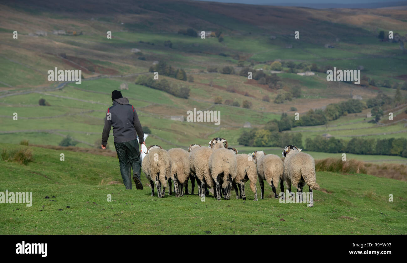 Farmer in Swaledale, North Yorkshire, feeding flock of sheep Stock Photo - Alamy