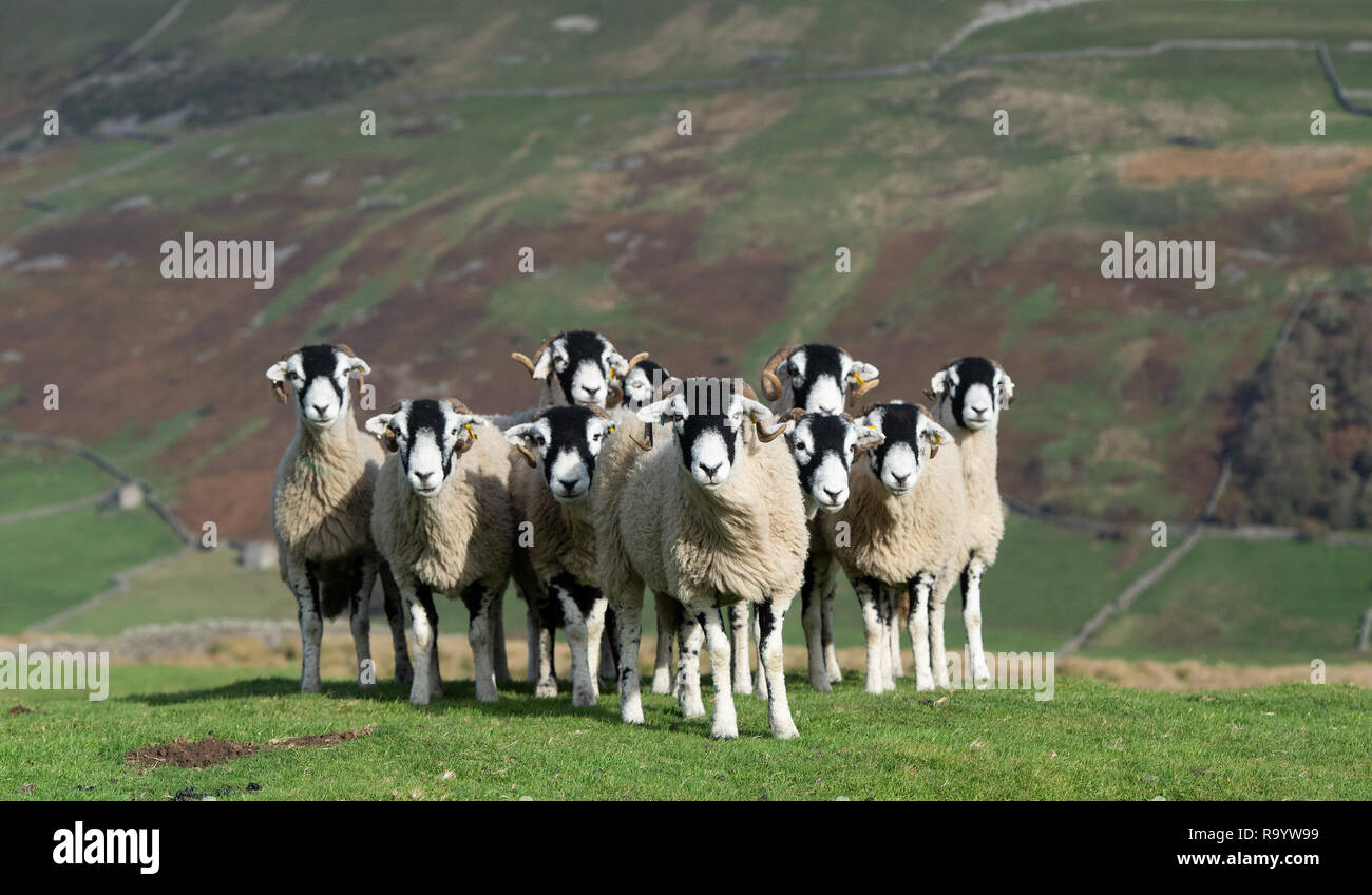 High pasture hi-res stock photography and images - Alamy