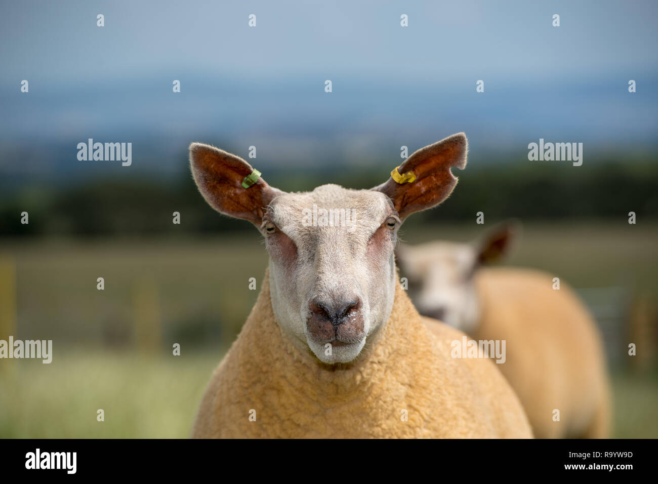 Charollais sheep on pasture in Cumbria, UK Stock Photo - Alamy