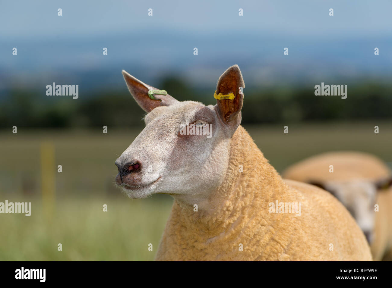 Charollais sheep hi-res stock photography and images - Alamy