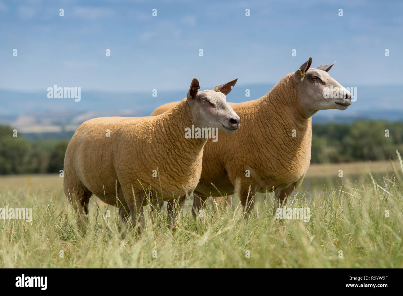 Charollais sheep hi-res stock photography and images - Alamy