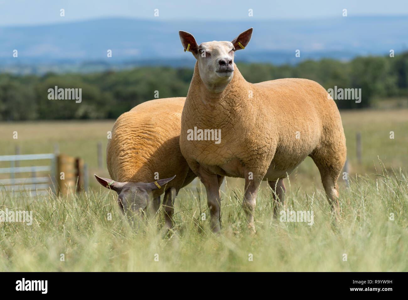 French breed of sheep hi-res stock photography and images - Alamy