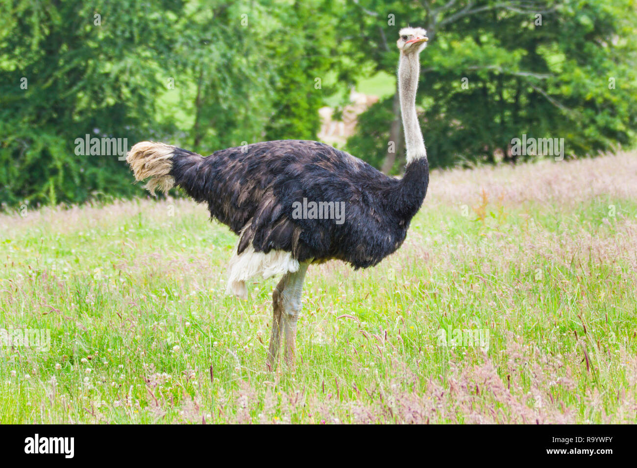 Ostriches running hi-res stock photography and images - Alamy