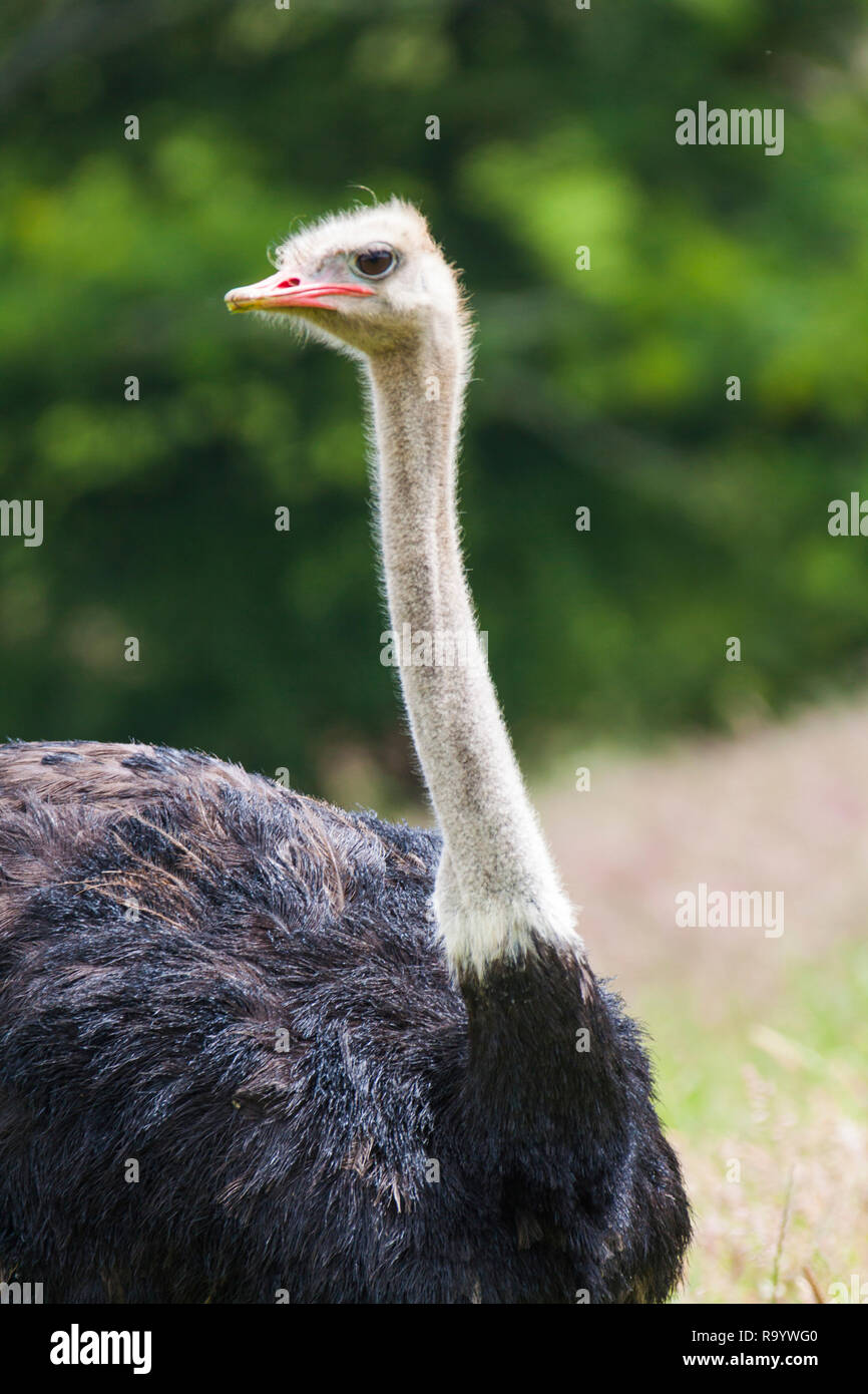 Ostrich on alert in grass field. feeding free range running Stock Photo ...