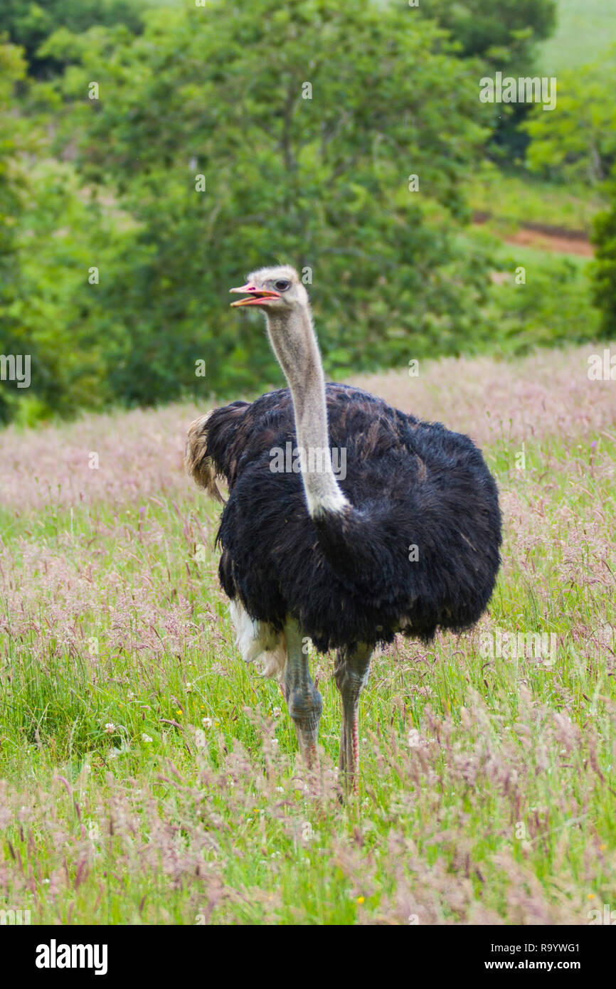 Australian bird with long legs hi-res stock photography and images - Alamy