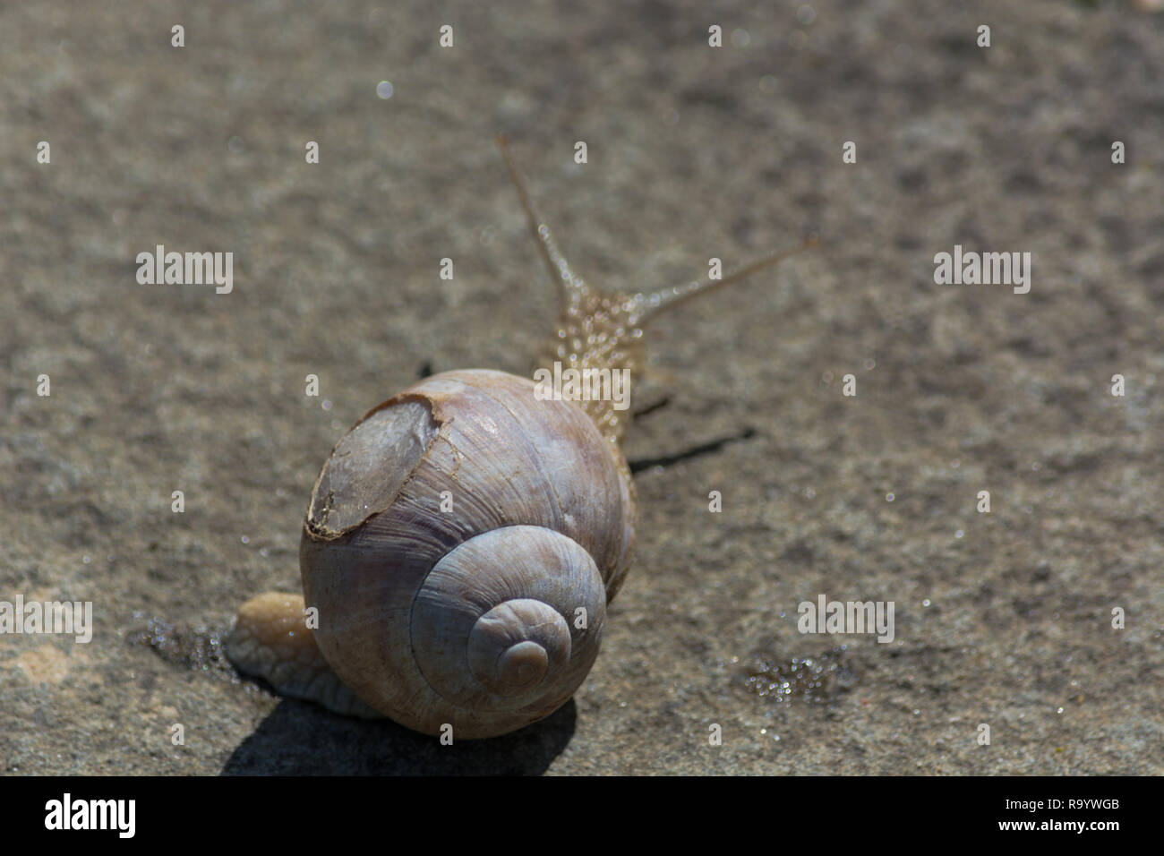 Roman snail - Helix pomatia. Helix pomatia, common names of the Romans ...