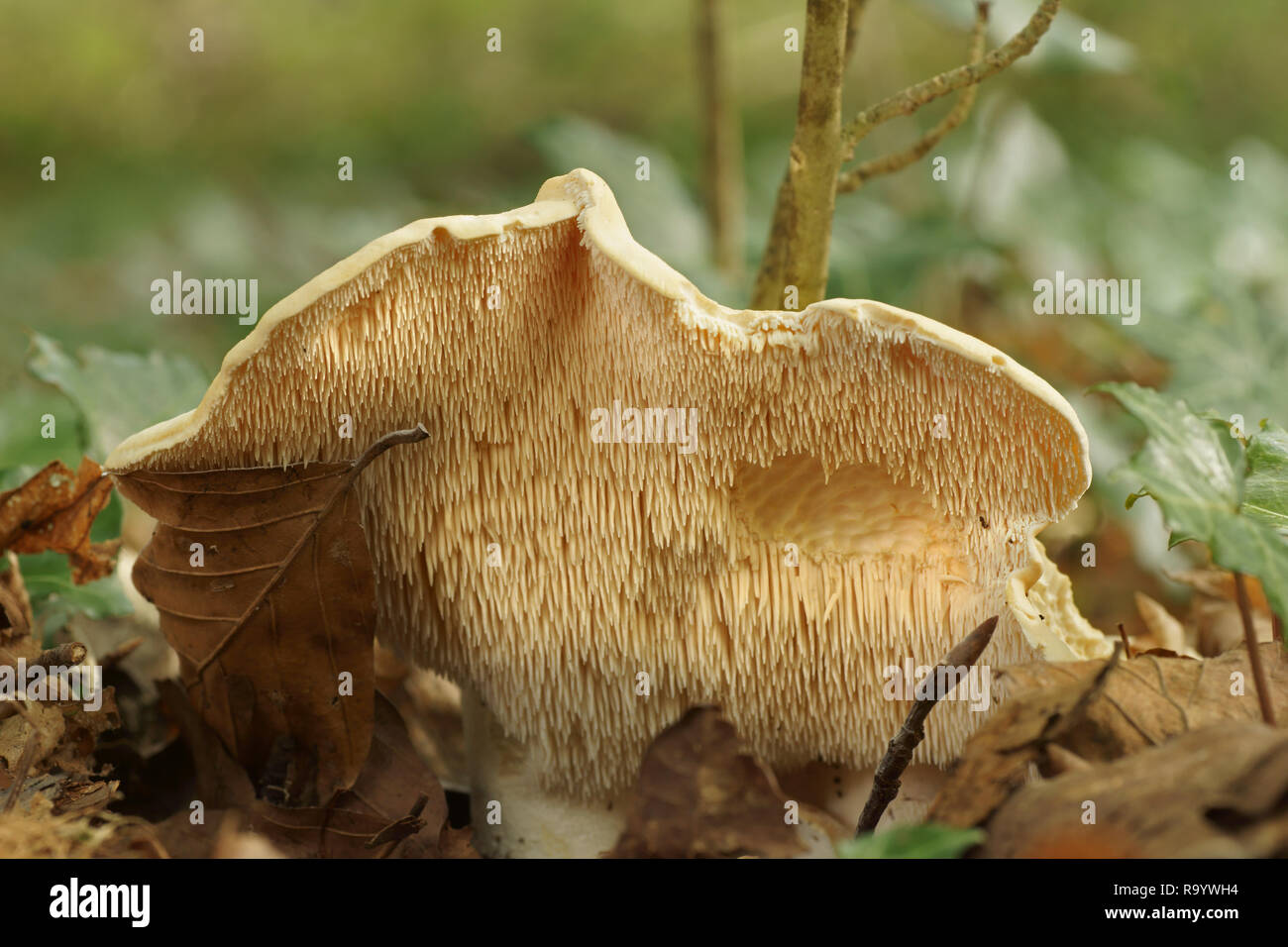 Wood Hedgehog (Hydnum repandum Stock Photo - Alamy