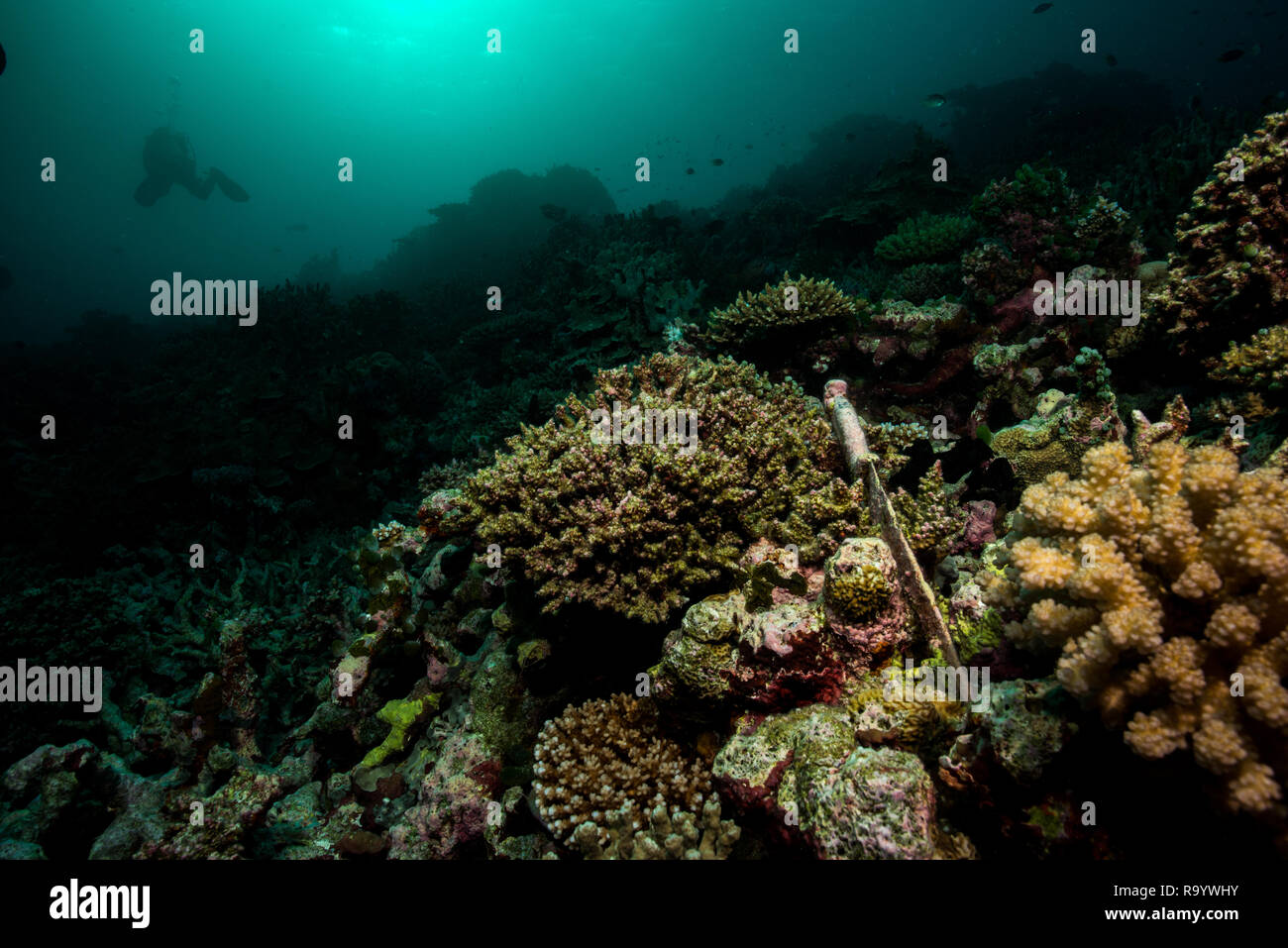 Maldives reef scenery Stock Photo - Alamy