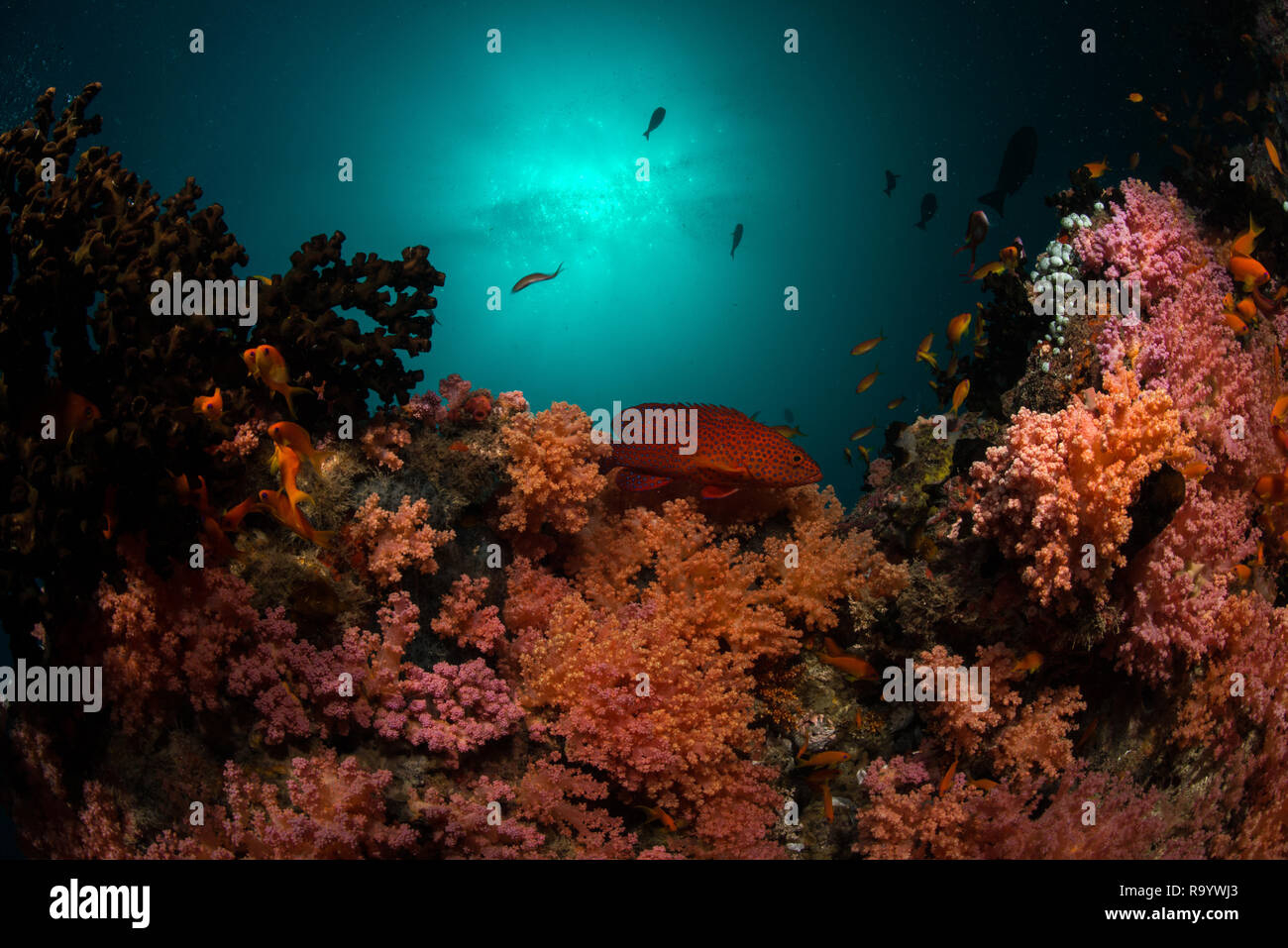Maldives reef scenery Stock Photo - Alamy