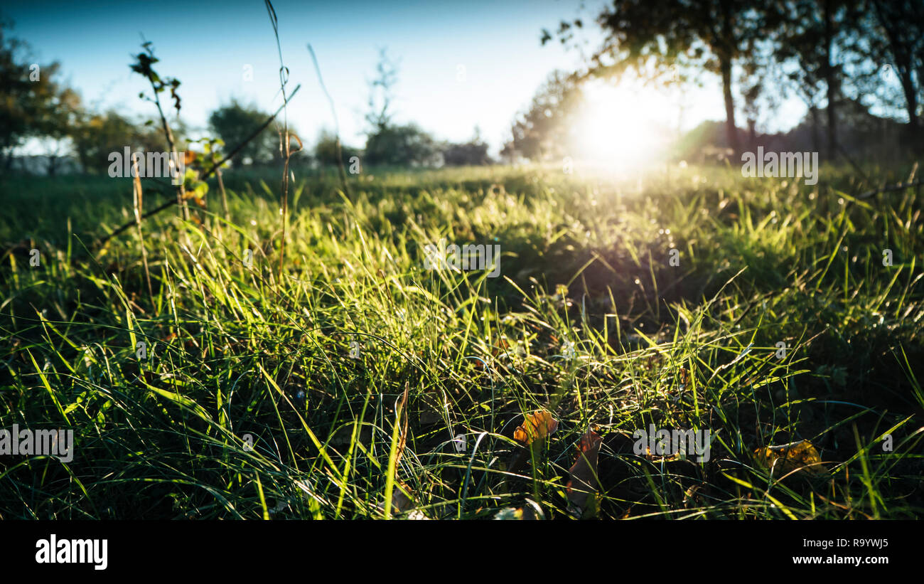 Meadow in sun hi-res stock photography and images - Alamy