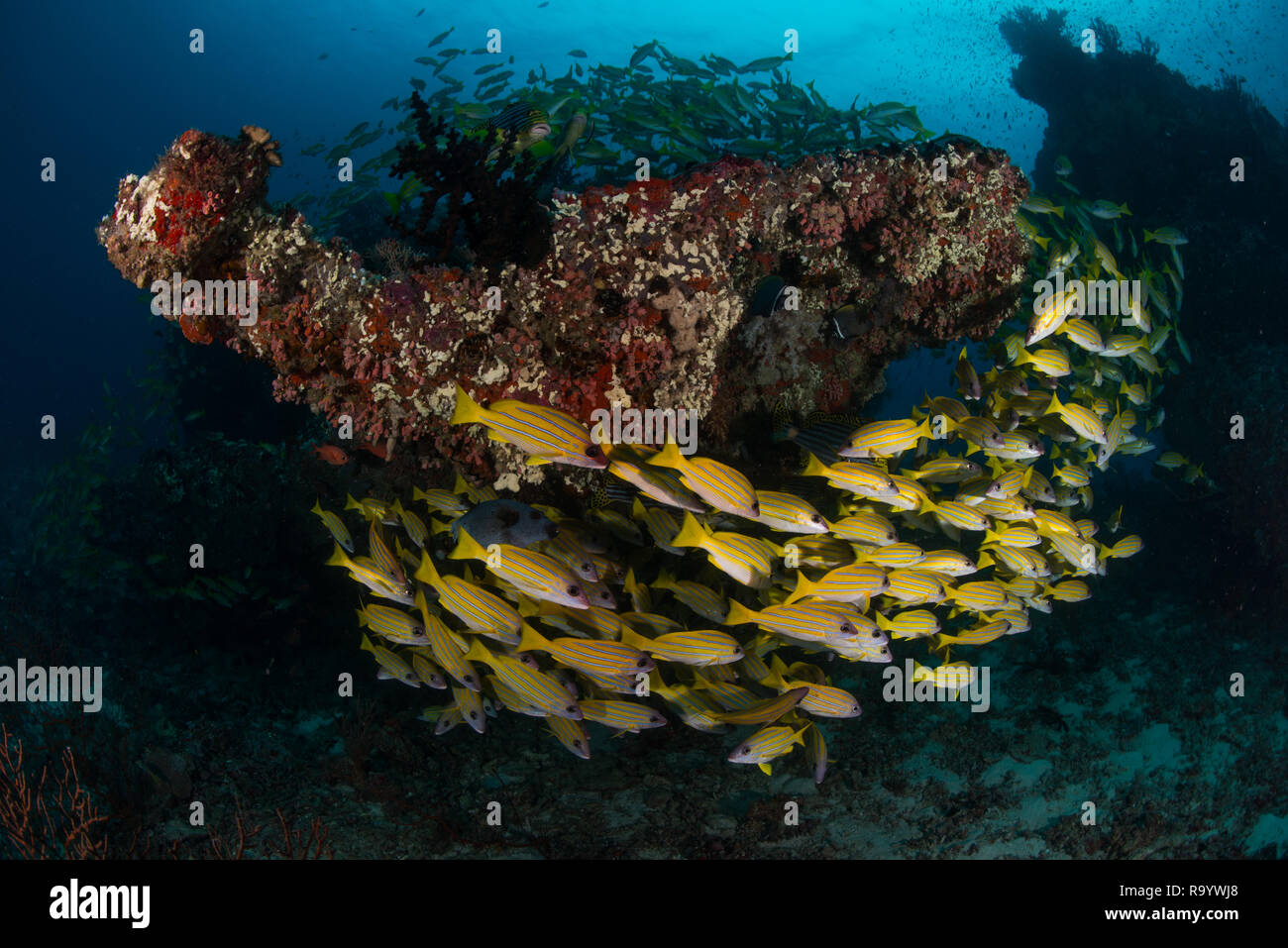 Maldives reef scenery Stock Photo - Alamy