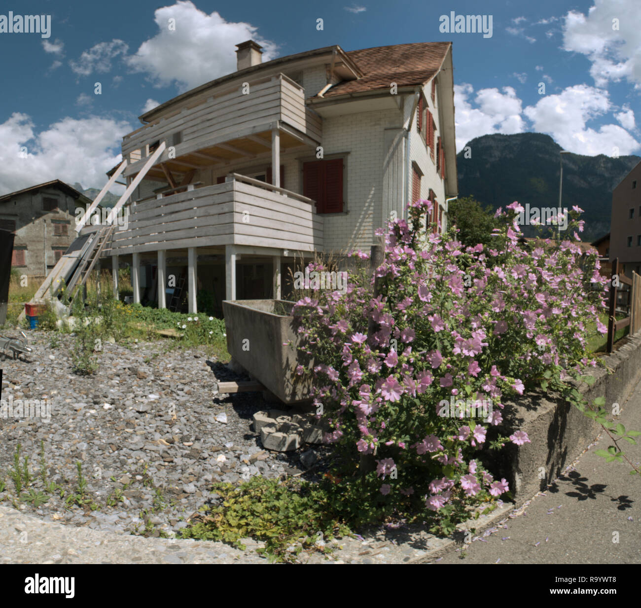 Malva officinalis; Pink Malvas flowering on broken ground in the Swiss ...