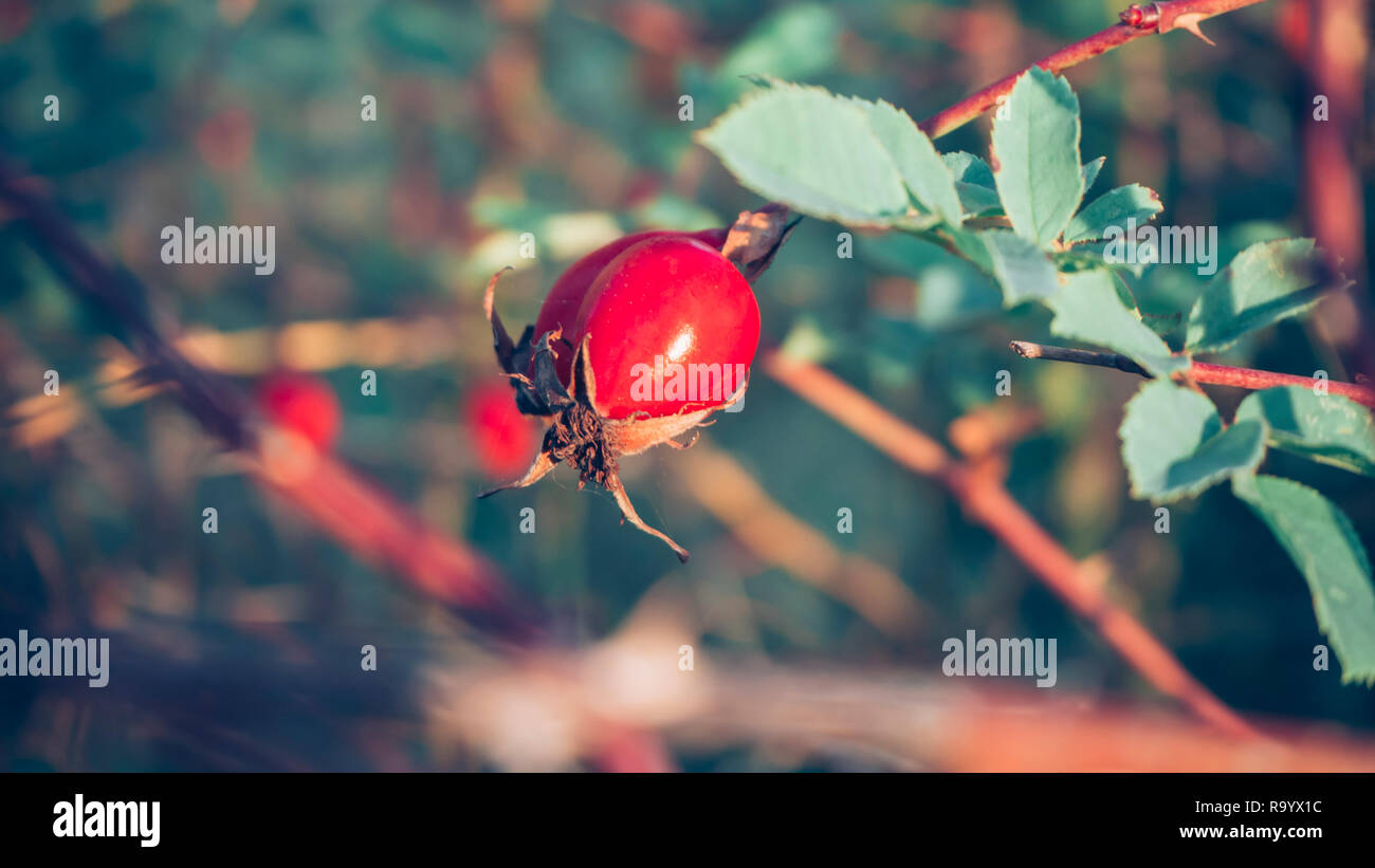 Rose hip tree hi-res stock photography and images - Alamy