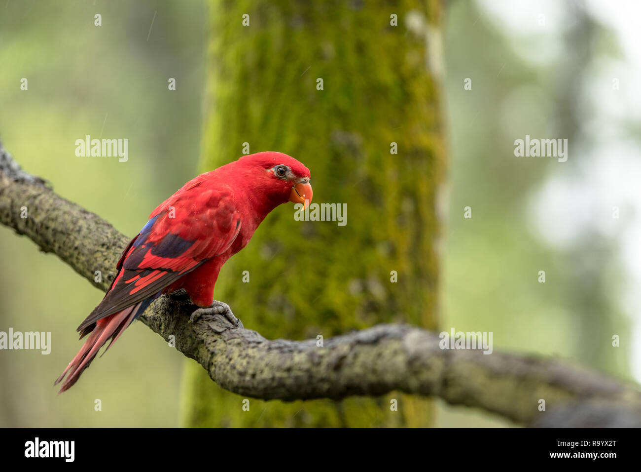Red Lory High Resolution Stock Photography and Images - Alamy