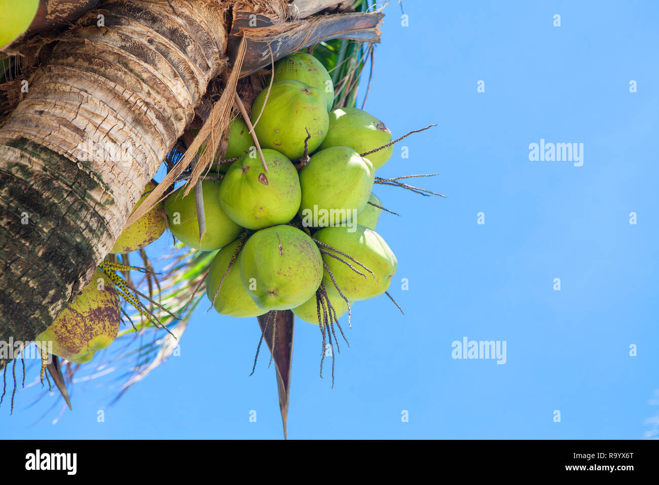 Coconut Cluster On Palm Tree High Resolution Stock Photography and ...