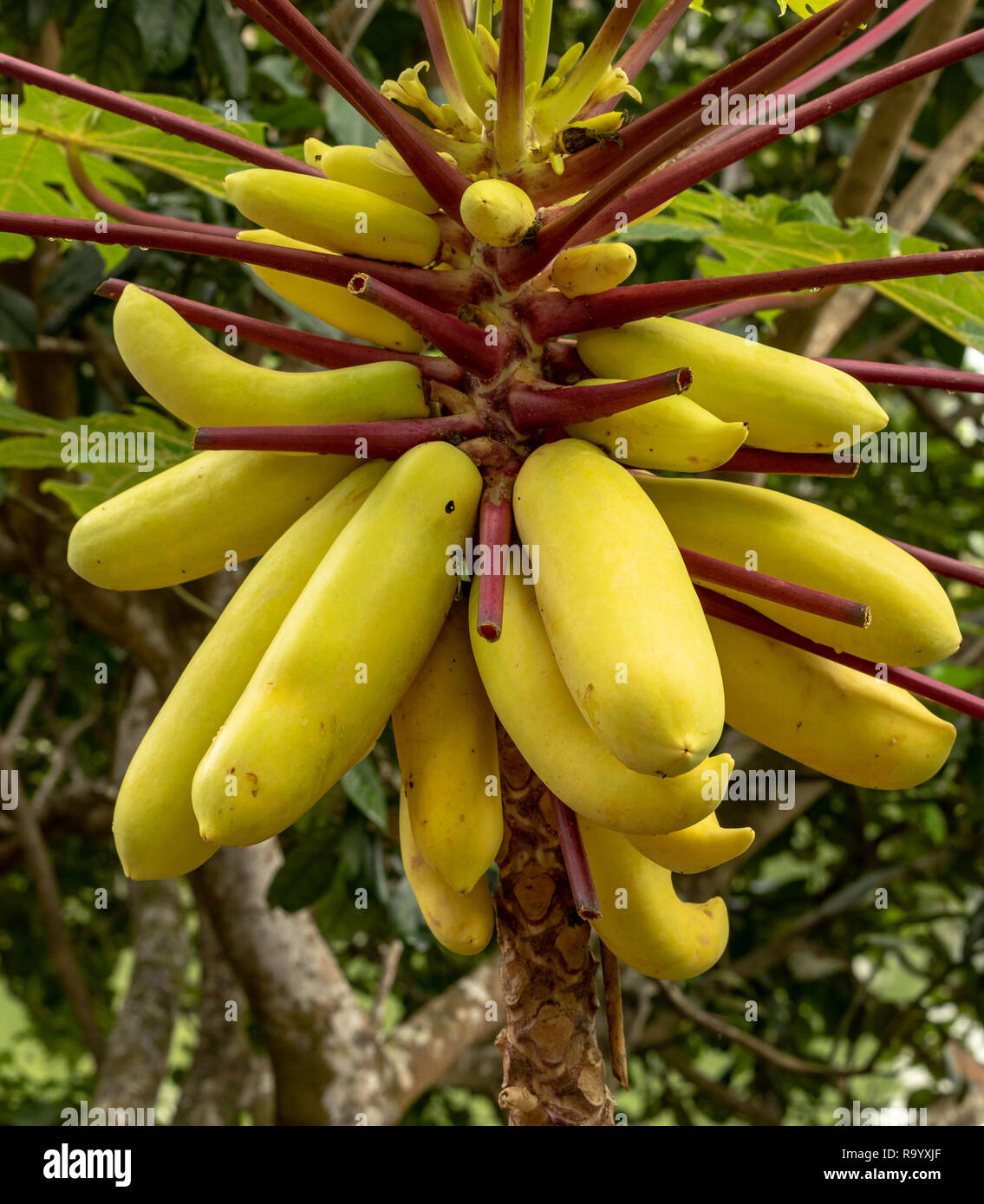 Yellow papaya, or paw paw, Carica papaya. Fruits hanging on tree Stock ...