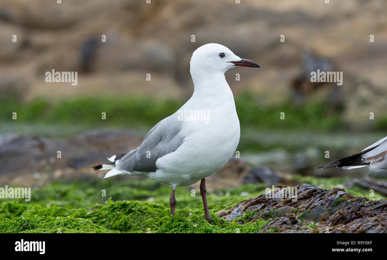 African gulls hi-res stock photography and images - Alamy