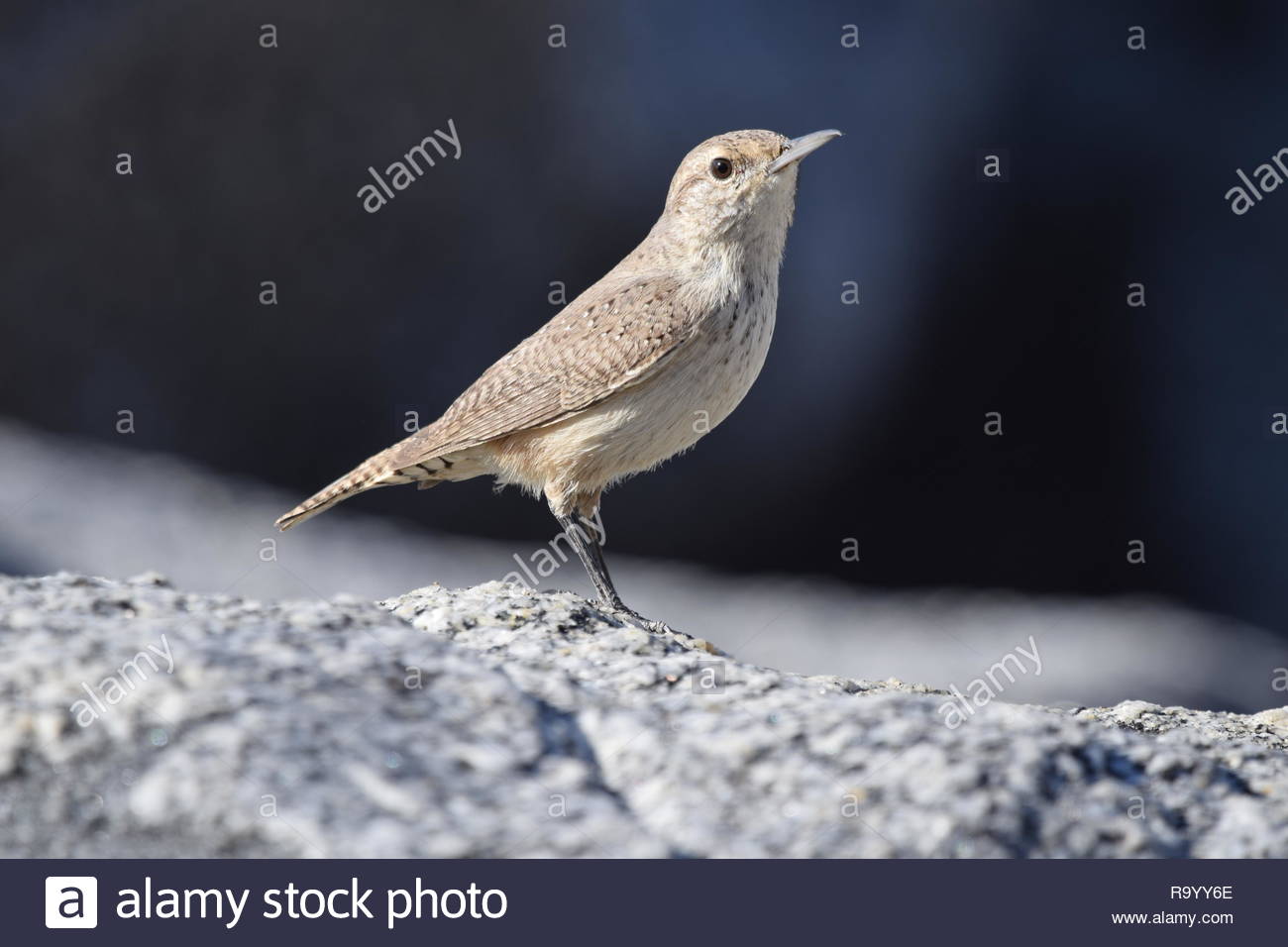 Rock Wren High Resolution Stock Photography and Images - Alamy