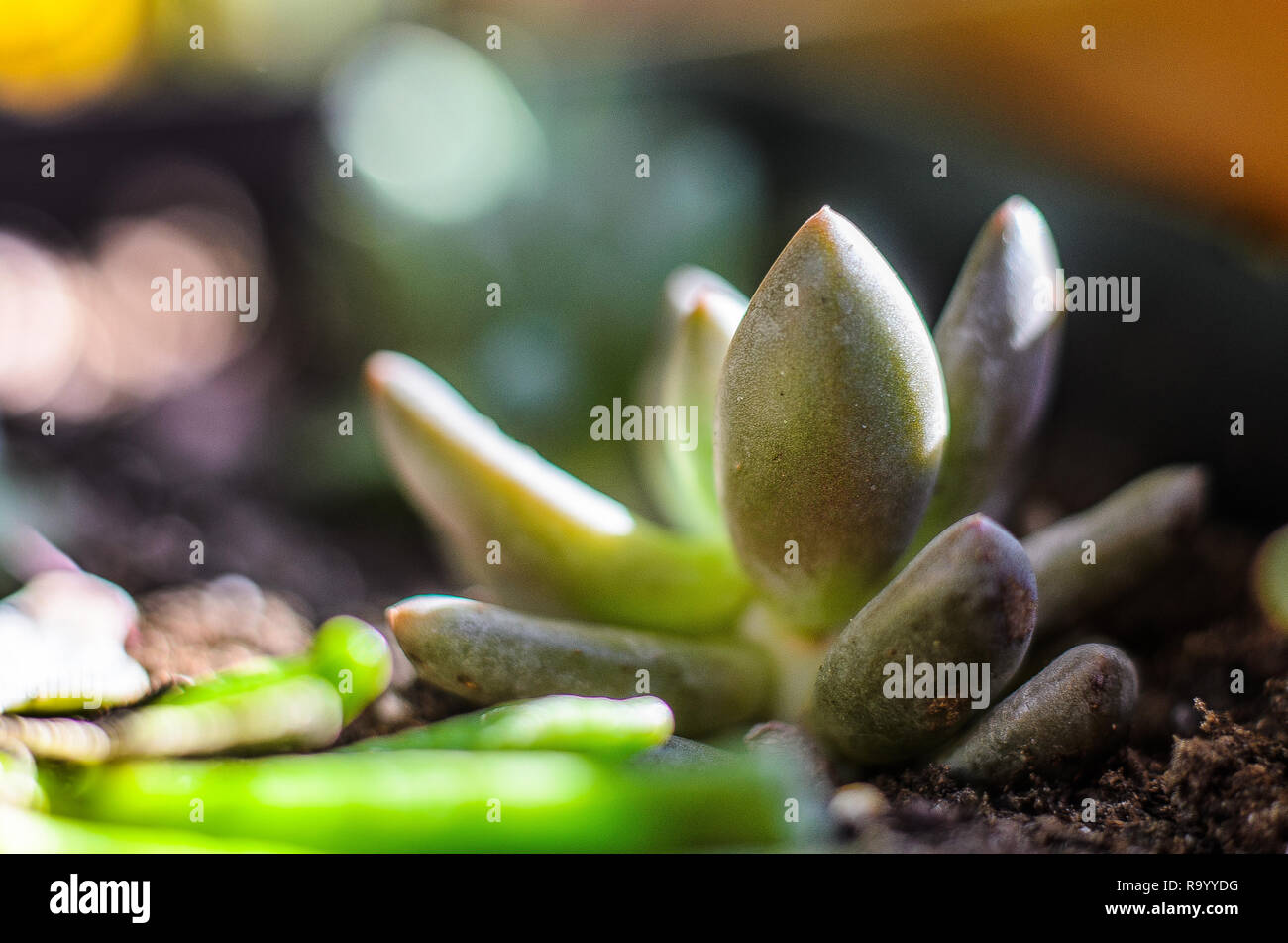 Little plant hi-res stock photography and images - Alamy