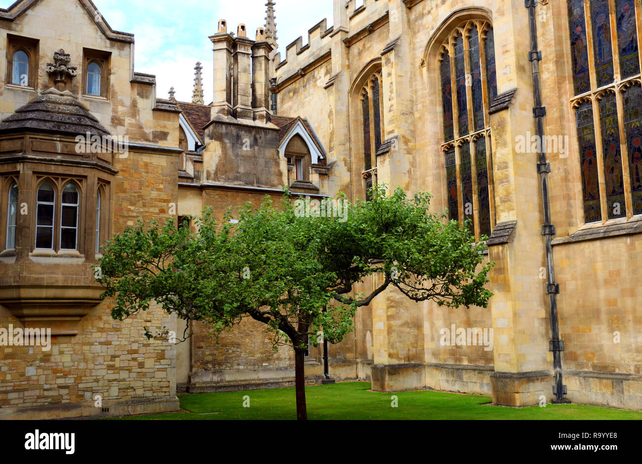 Apple tree trinity college cambridge hi-res stock photography and ...