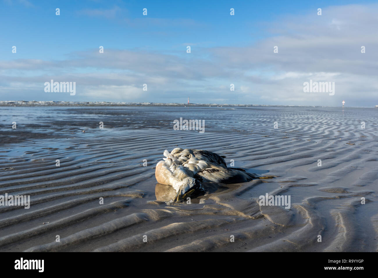Plastic waste, microplastics Bird Oceans Stock Photo - Alamy