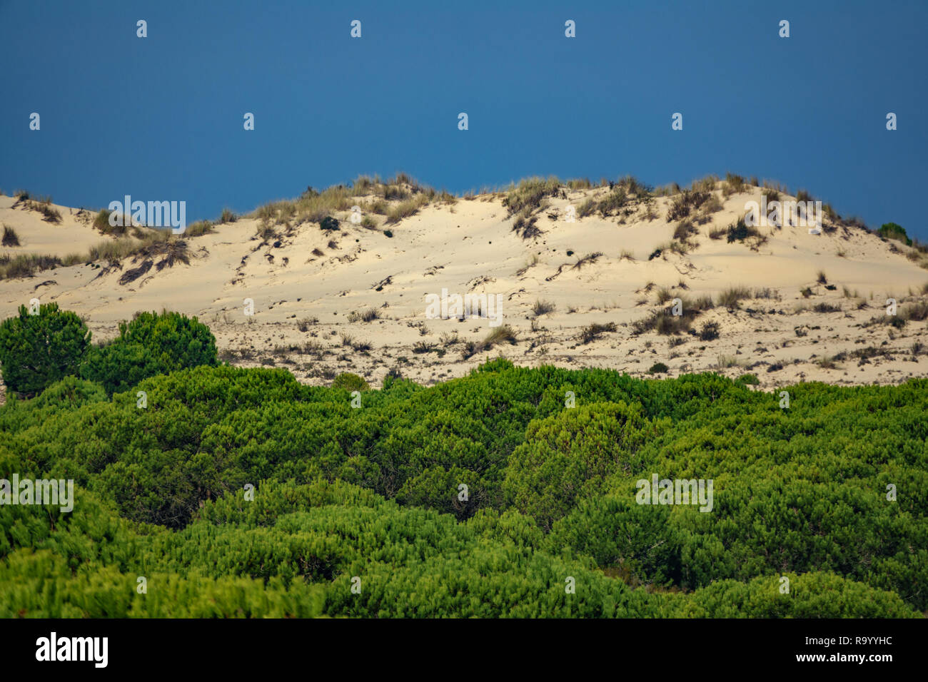 Pine tree forest and sandy hill in the valley of the desert Stock Photo ...