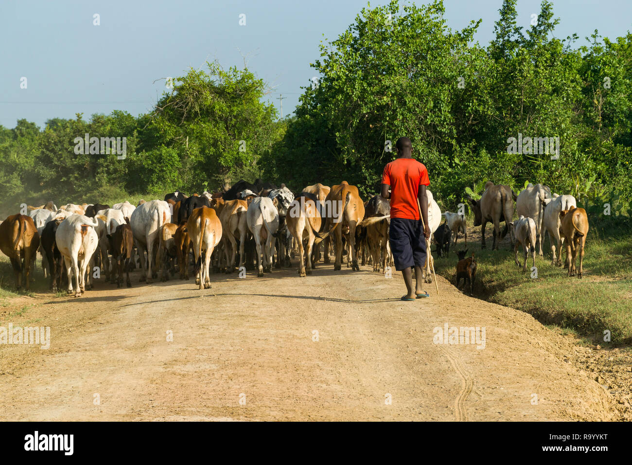 A Kenyan man walks behind his herd of Boran cows as they walk along a ...