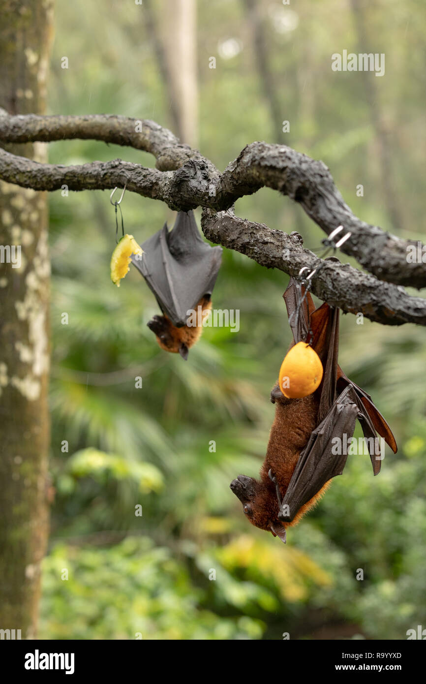 Australian Flying Fox Eaten By Snake