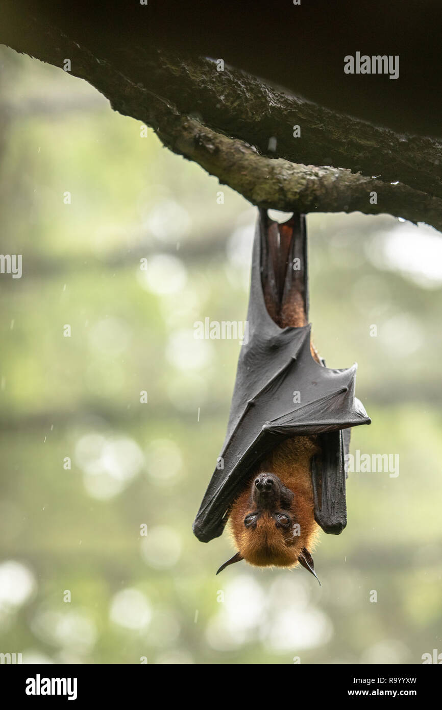Large Malayan flying fox, Pteropus vampyrus, bat hanging from a branch ...