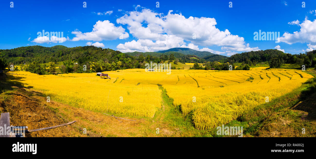 Panorama Landscape of gold rice fields in Mae Hong Son province, Khun ...