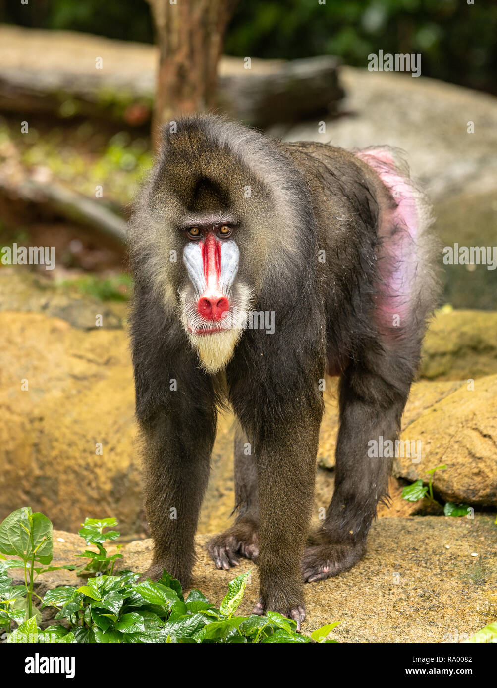 Adult male mandrill, Mandrillus sphinx, standing outdoors Stock Photo ...