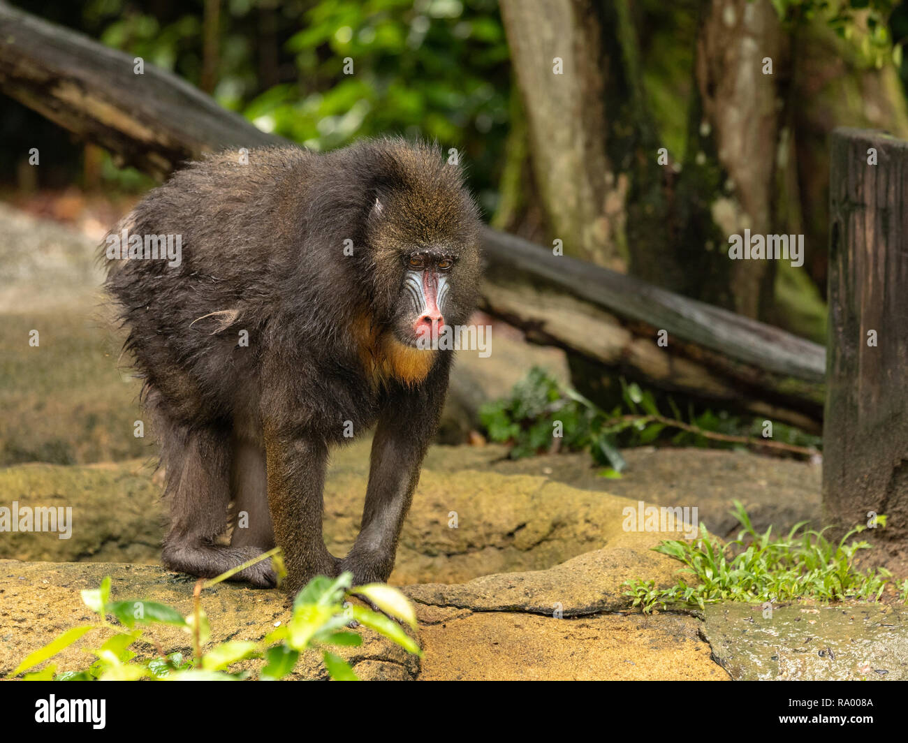 Mandrill monkey, Mandrillus sphinx, standing outdoors in a zoo Stock ...