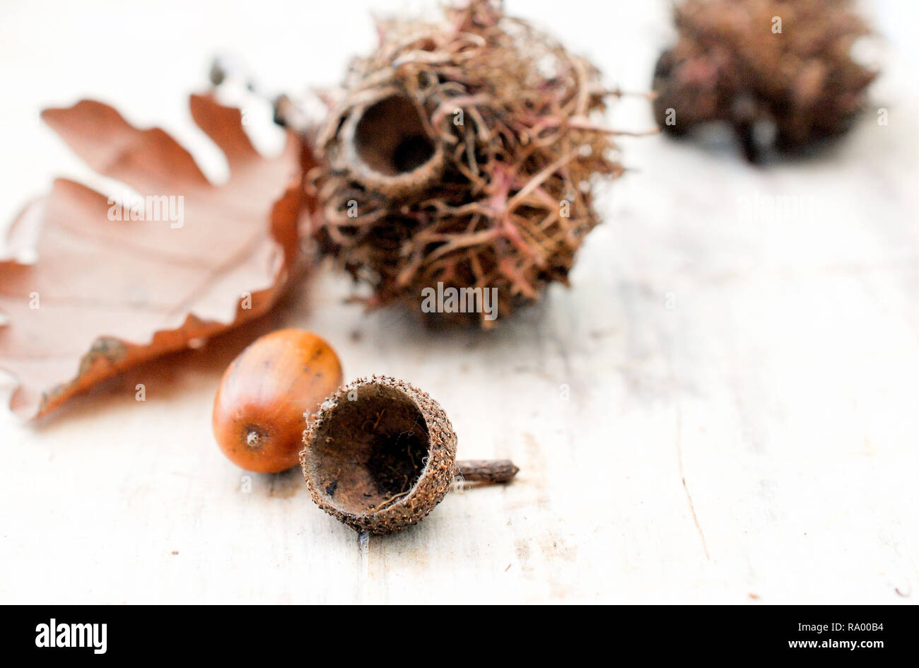 ripe acorns and oak tree leaves, image of a Stock Photo - Alamy