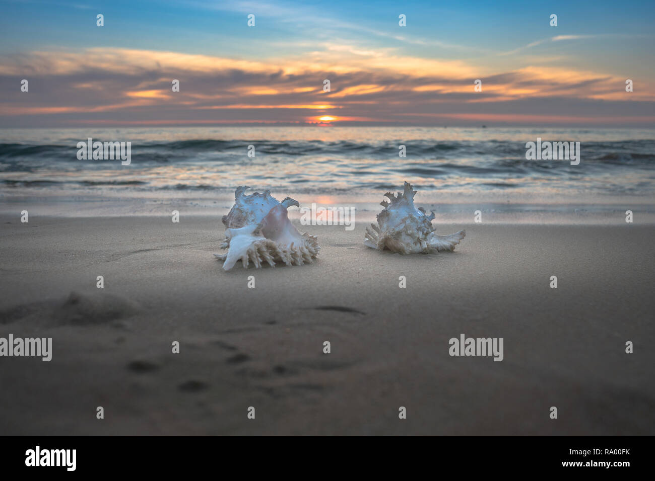 shellfish on the beach in sunset time Stock Photo - Alamy