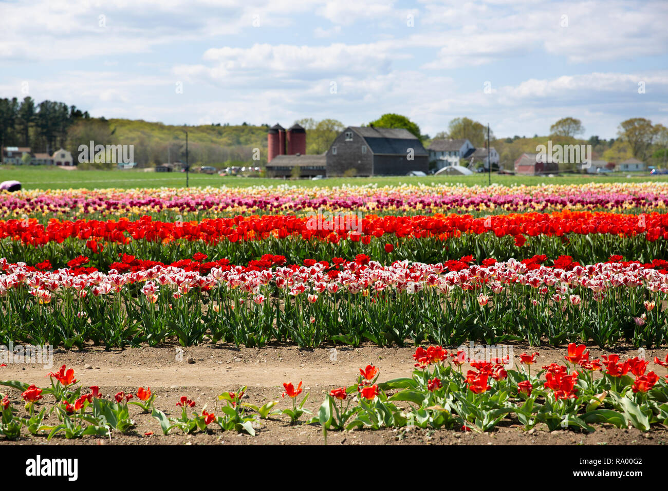 Rhode island tulips hi-res stock photography and images - Alamy
