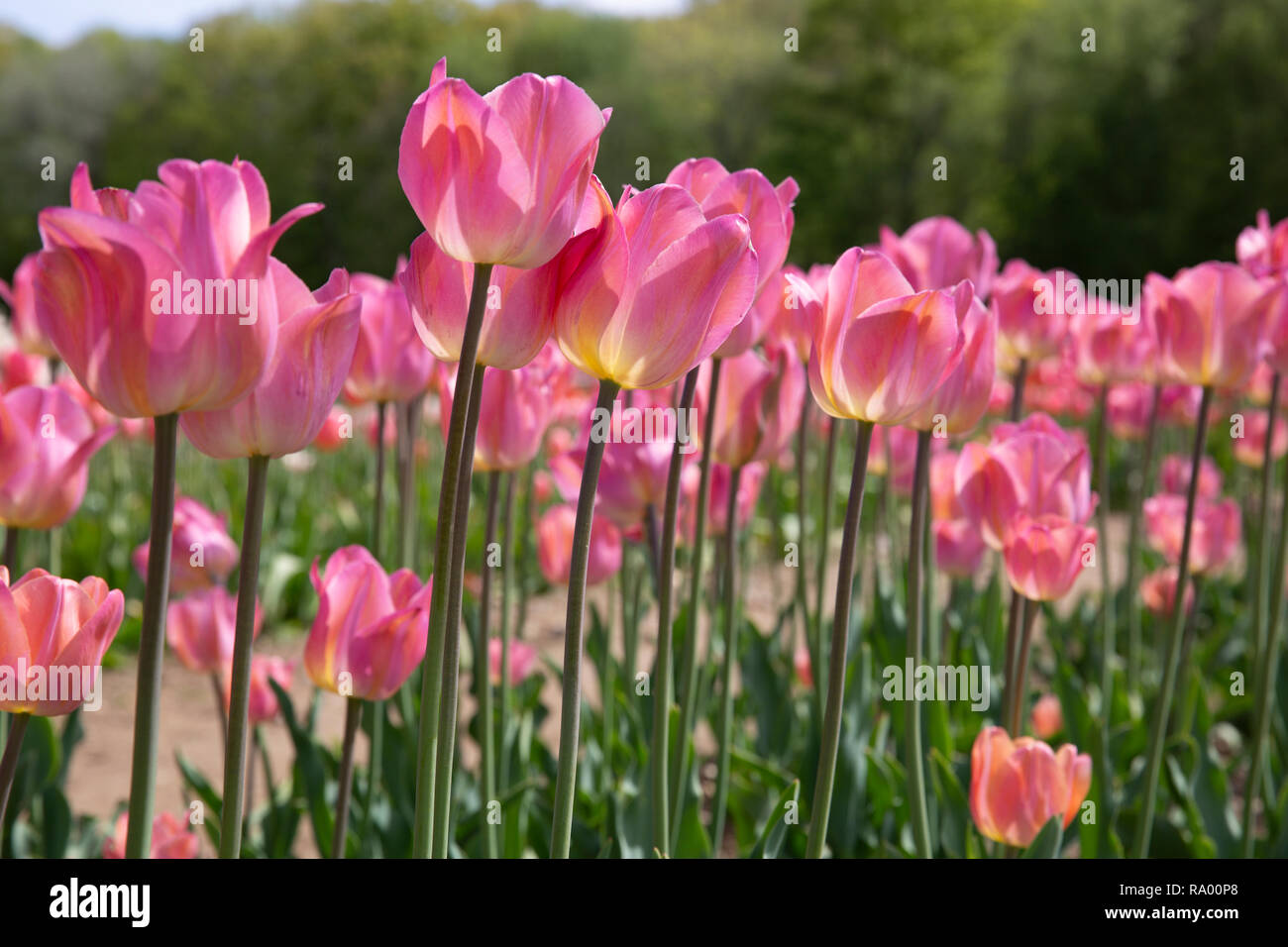 Rhode island tulips hi-res stock photography and images - Alamy