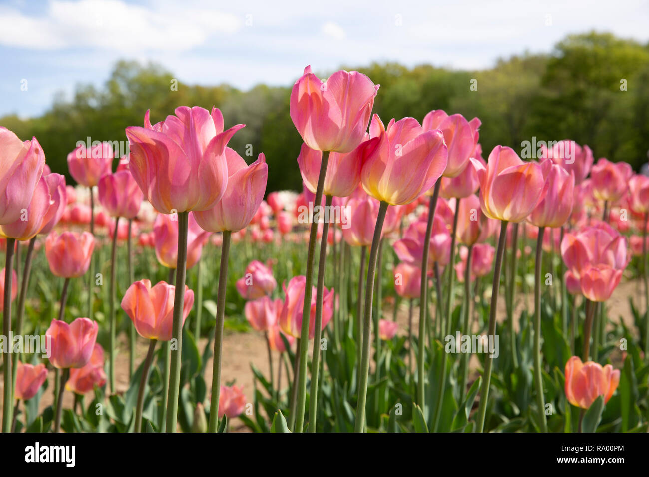 Rhode island tulips hi-res stock photography and images - Alamy