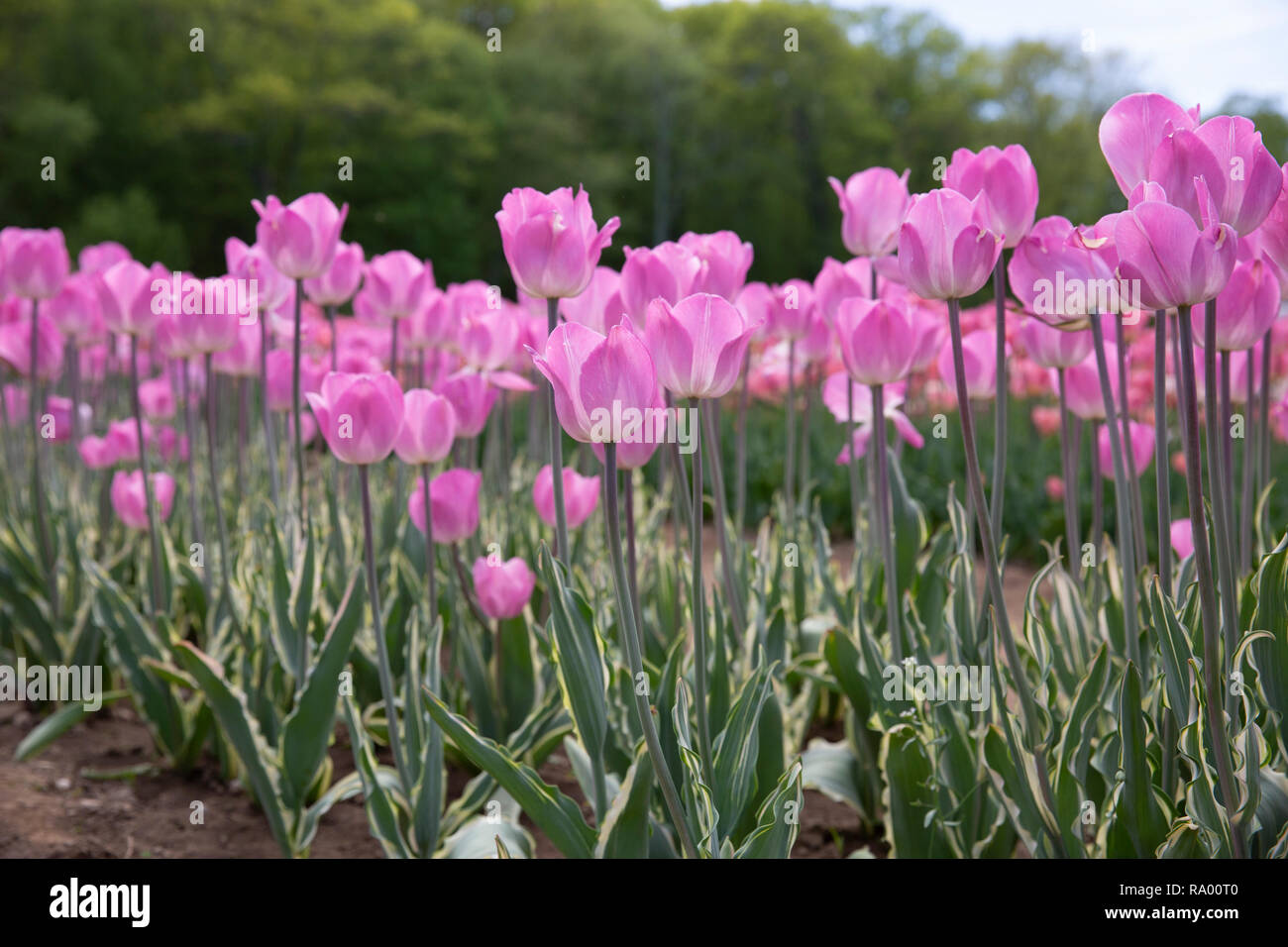 Tulip island hi-res stock photography and images - Alamy
