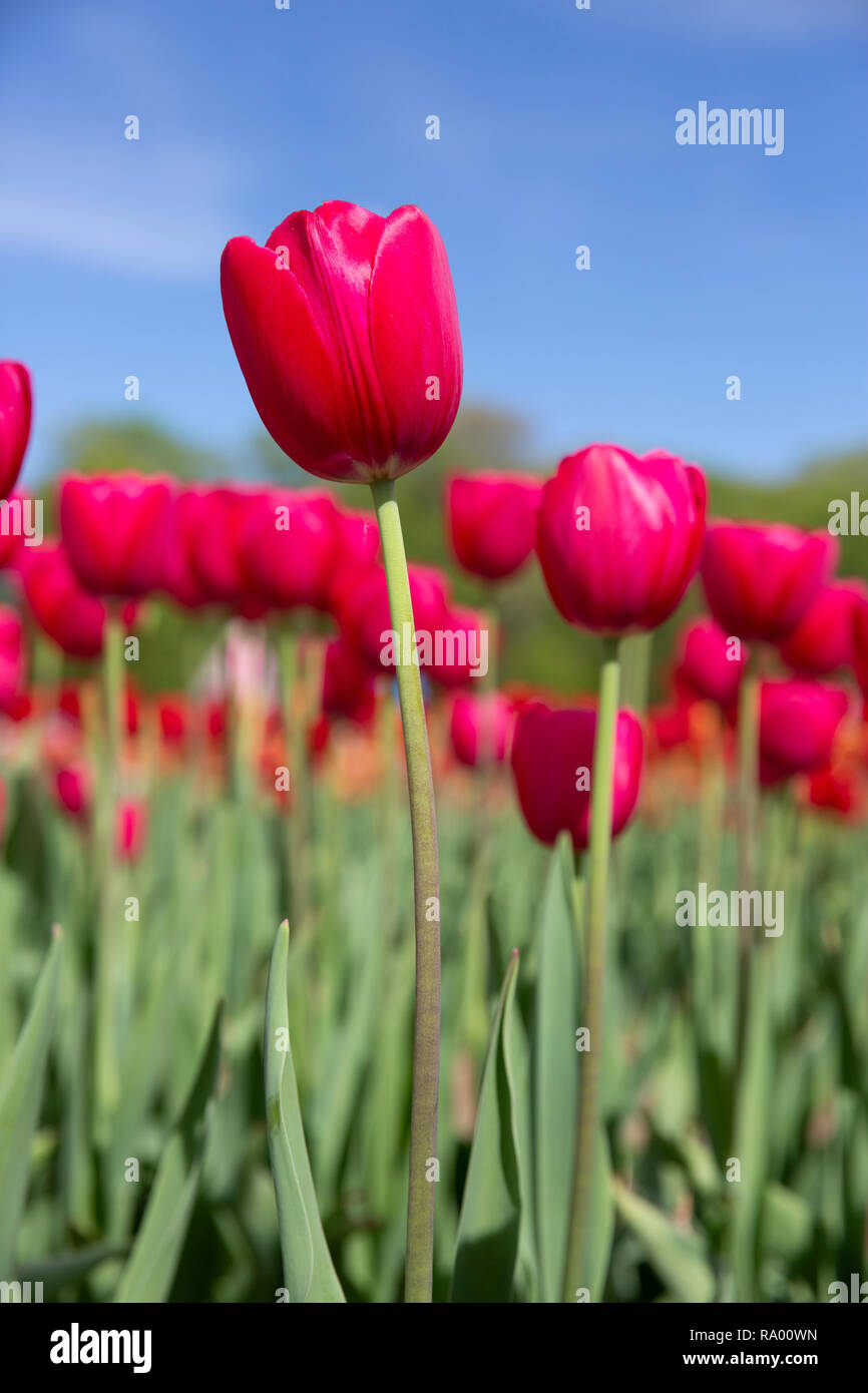 Rhode island tulips hi-res stock photography and images - Alamy