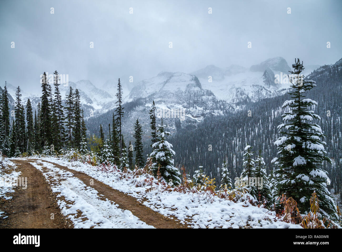 Logging road hi-res stock photography and images - Alamy