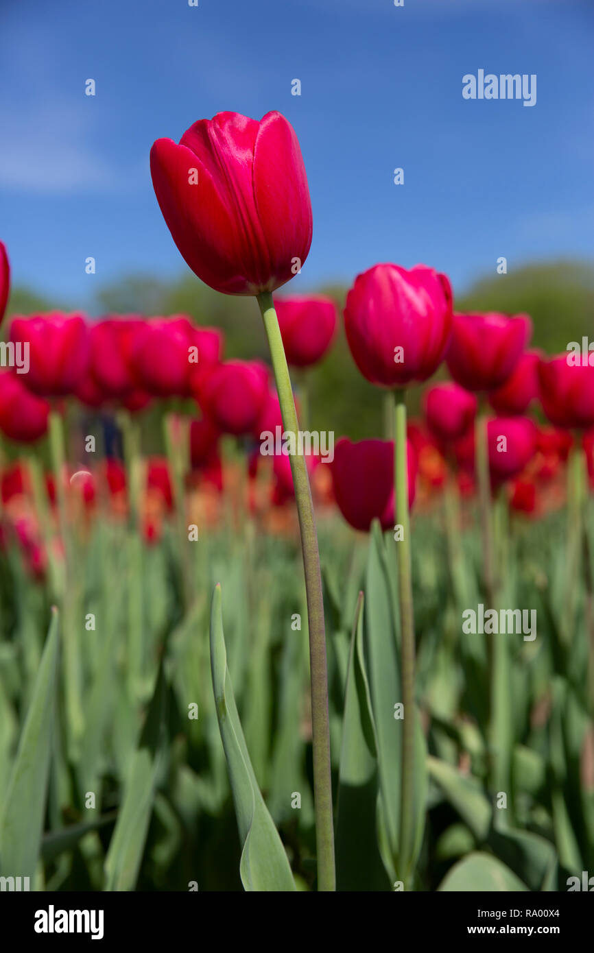 Rhode island tulips hi-res stock photography and images - Alamy