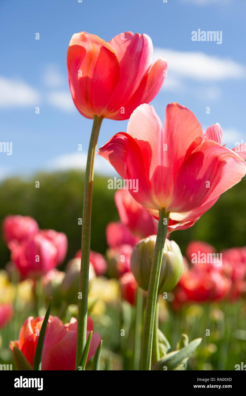 Rhode island tulips hi-res stock photography and images - Alamy