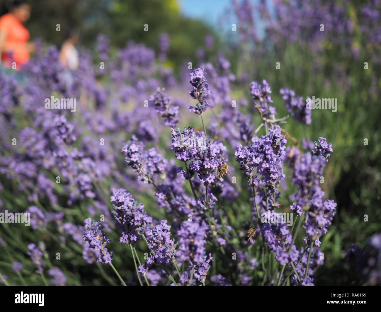 London three tower blocks hi-res stock photography and images - Alamy