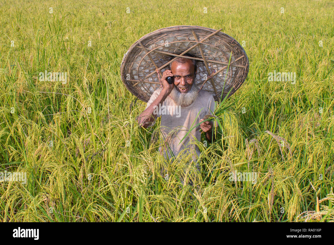 Cutting And Gathering Of Crops