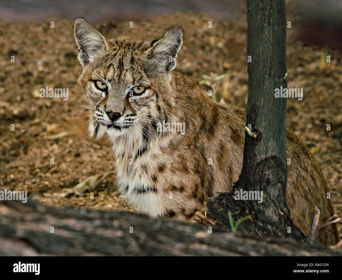 Bobcat, cat, wildlife, Lynx rufus Stock Photo - Alamy