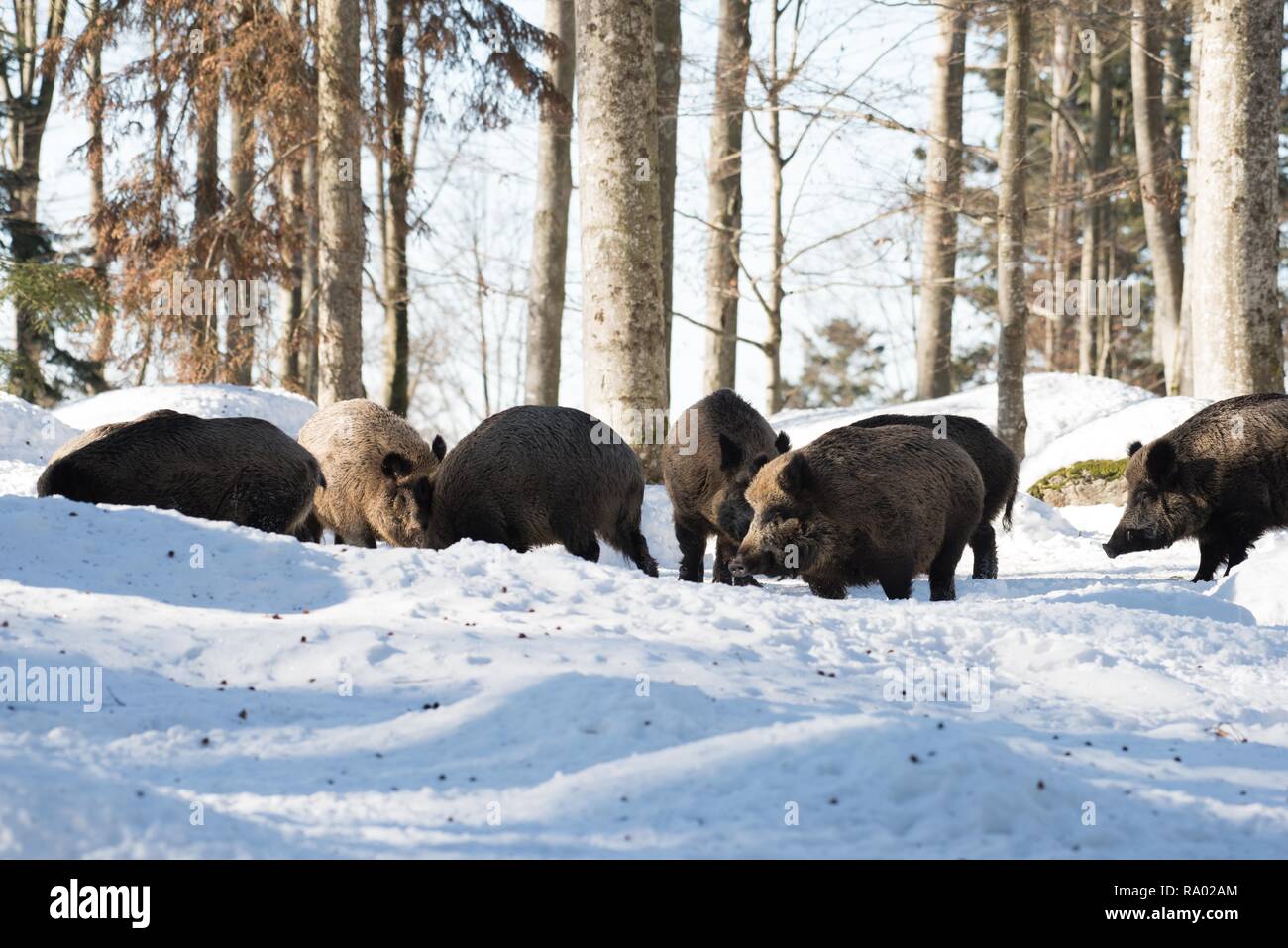 Divja svinja hi-res stock photography and images - Alamy